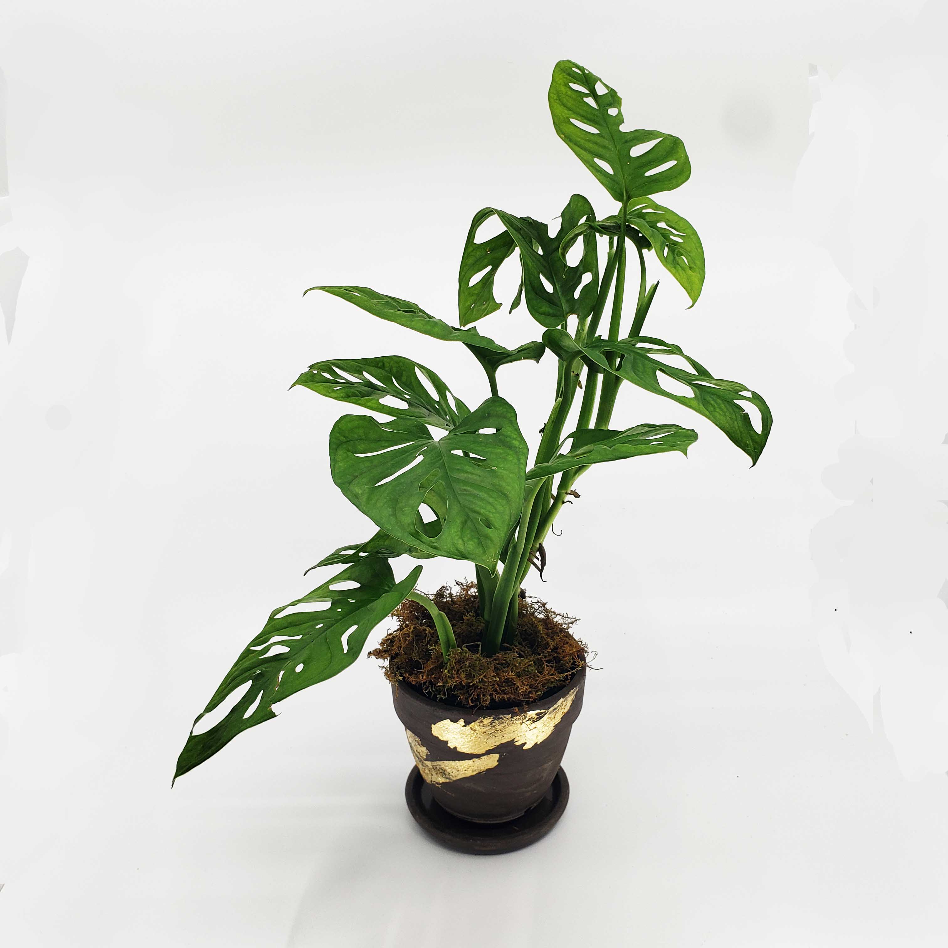 QUARTERLY STORK - ADD A PLANT EVERY QUARTER – Denver Plant Delivery