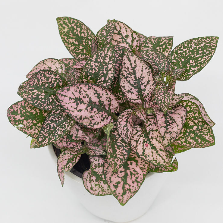 VANESSA - PINK SPLASH PLANT – Denver Plant Delivery
